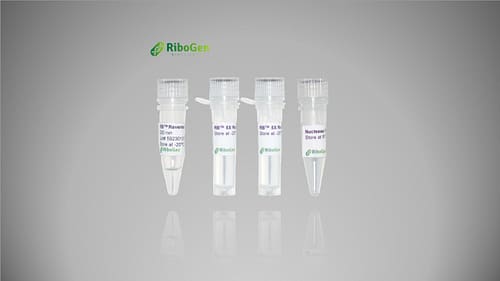 cDNA Synthesis kit - Ribogen Biosciences