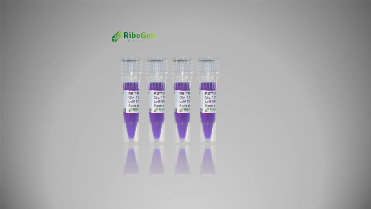 RB 2x Taq PCR Master Mix - Ribogen Biosciences